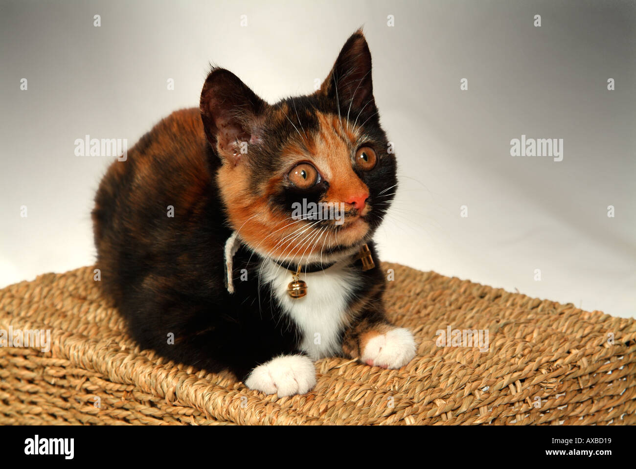 Tortoiseshell Tabby Kitten poses on a basket Stock Photo - Alamy