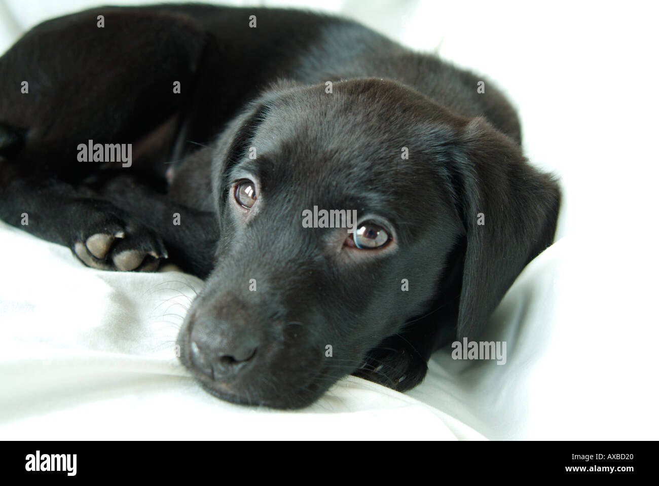 Black Labrador puppy curled up in arm chair Stock Photo - Alamy