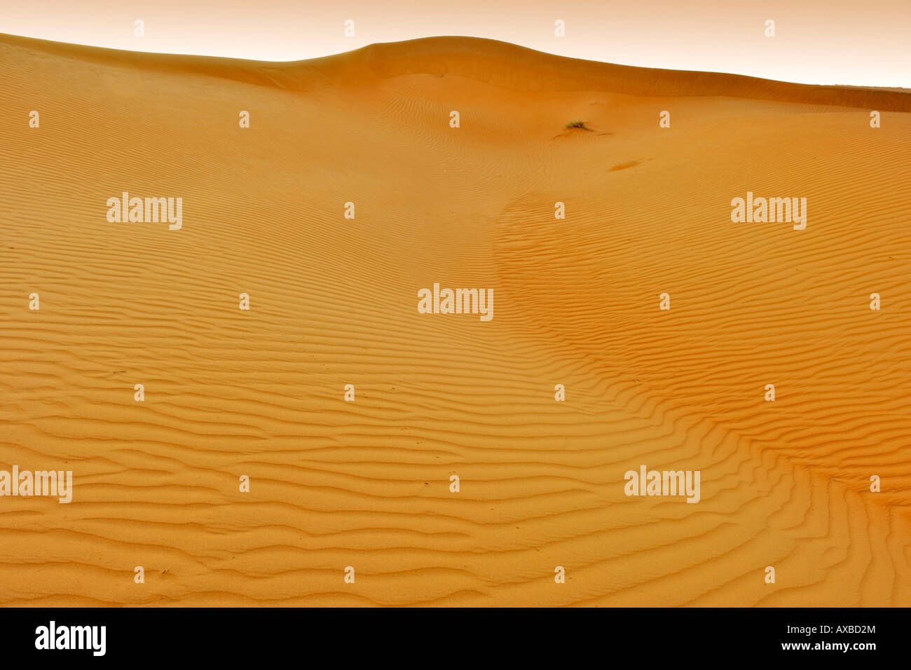 Dawn over Wahiba Sands (Ramlat al Wahaybah) in Oman Stock Photo - Alamy