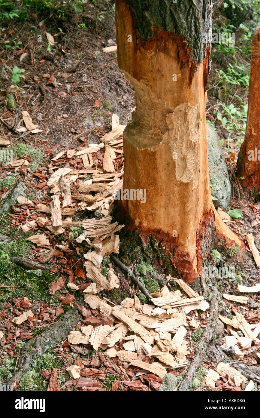 Beaver teeth hi-res stock photography and images - Alamy