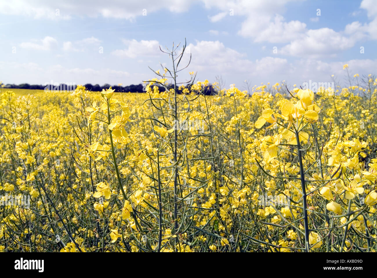 oil seed rape plants growing in field biomass yellow blue cloud farm ...