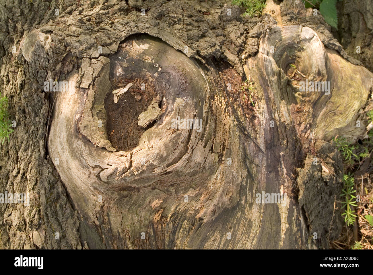 bark wood tree root knot grow Stock Photo - Alamy