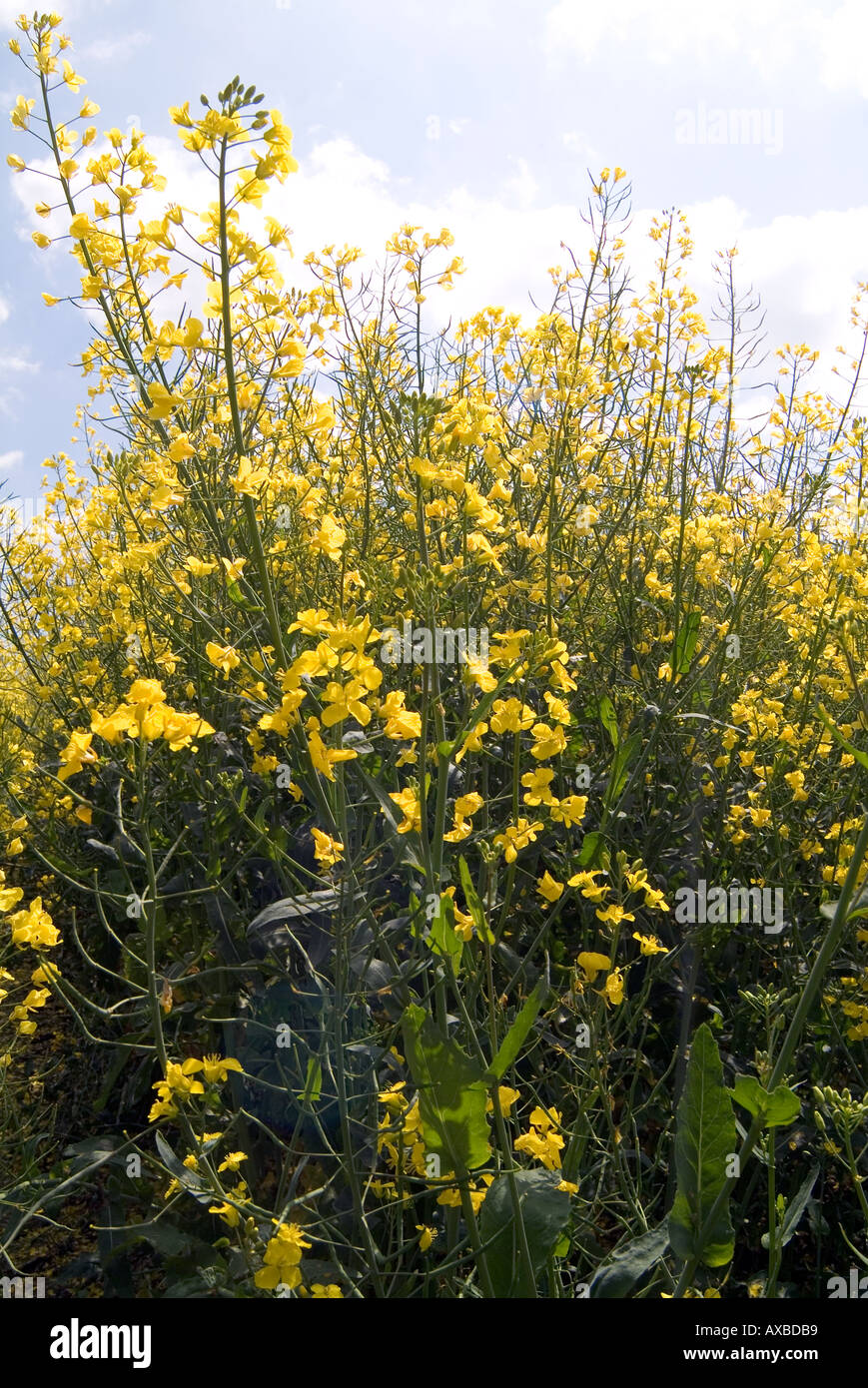 oil seed rape plants growing in field biomass yellow blue cloud farm ...
