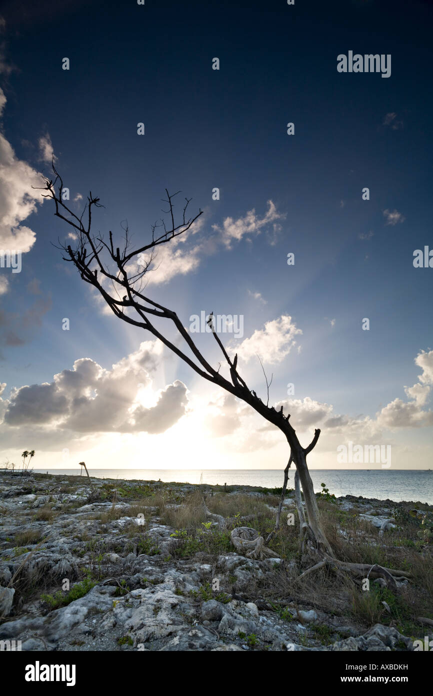 The sea tree hi-res stock photography and images - Alamy