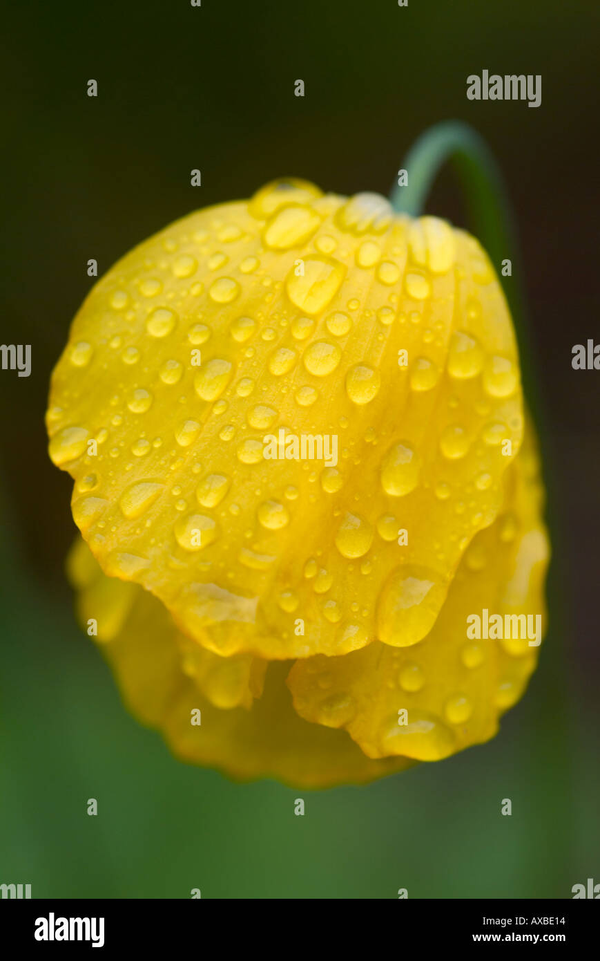 Yellow poppy flower covered in water droplets Stock Photo - Alamy