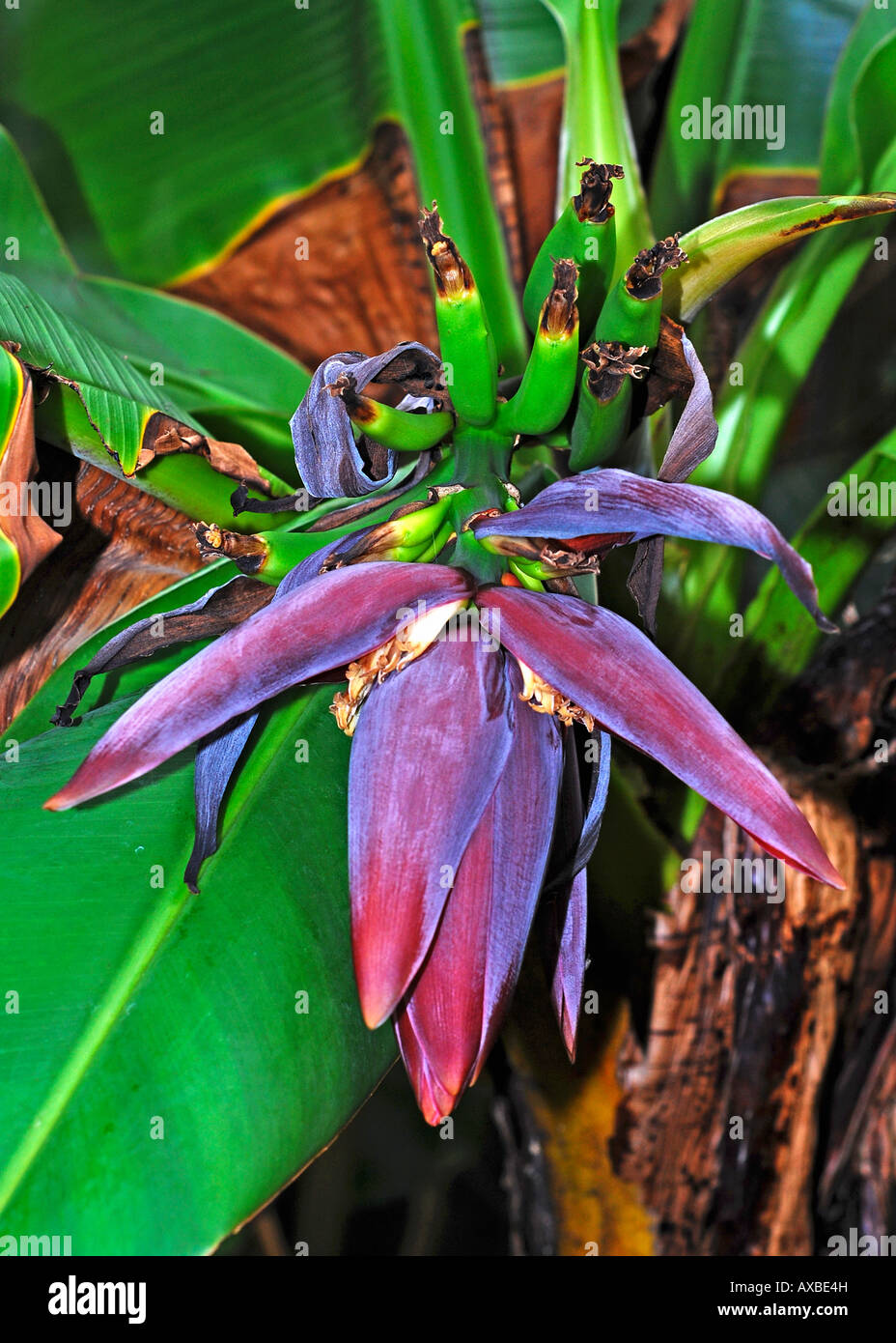 Musa cavendishii syn Musa acuminata Stock Photo - Alamy