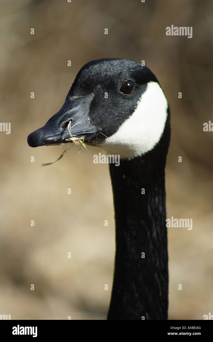 Calgary birds hi-res stock photography and images - Alamy