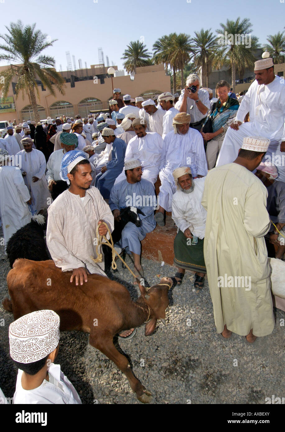 Sultanate of oman omani men cow calf trade outdoors traditional hi-res ...