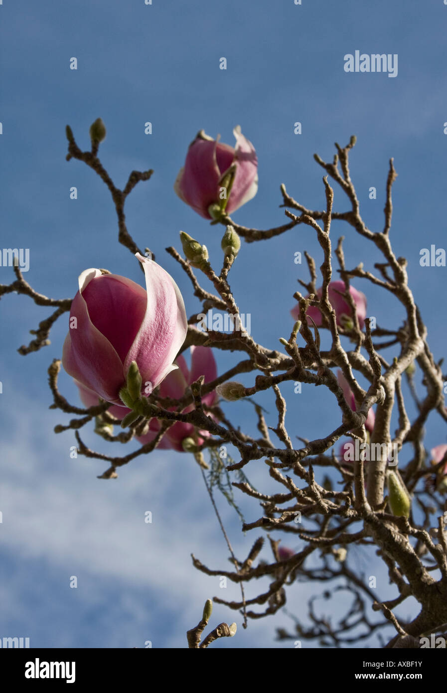 flowering magnolia in Pasadena California Stock Photo - Alamy