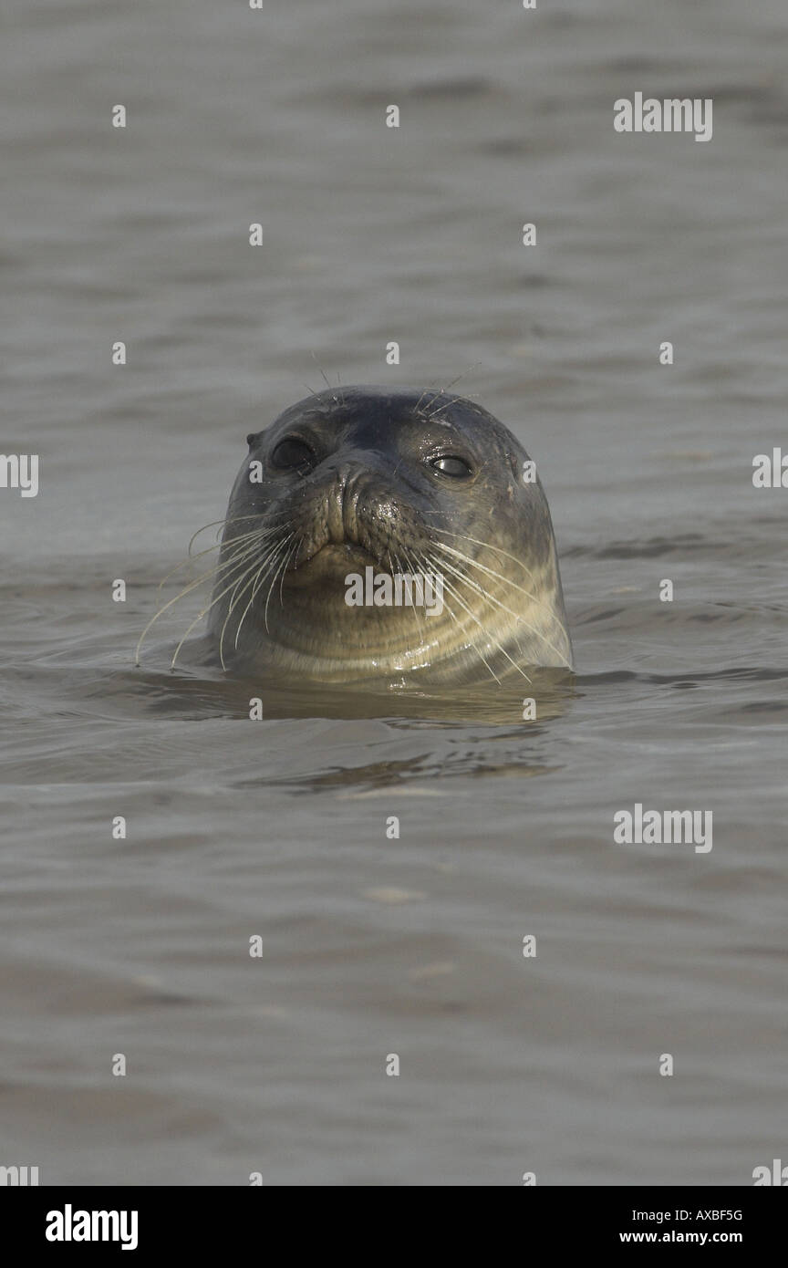 Male common seal head uk hi-res stock photography and images - Alamy