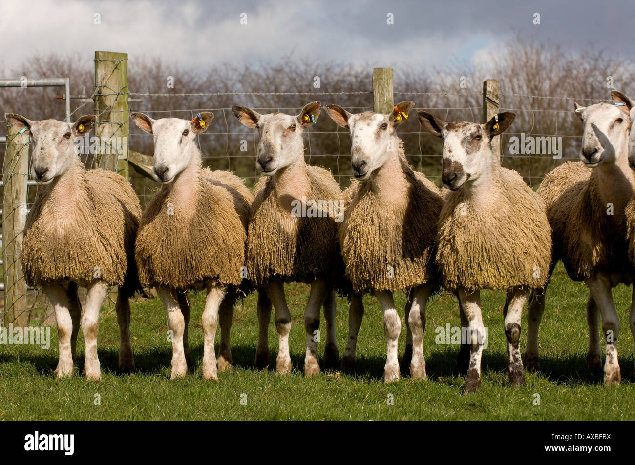 Flock of Blue Faced Leicester rams Cumbria Stock Photo - Alamy