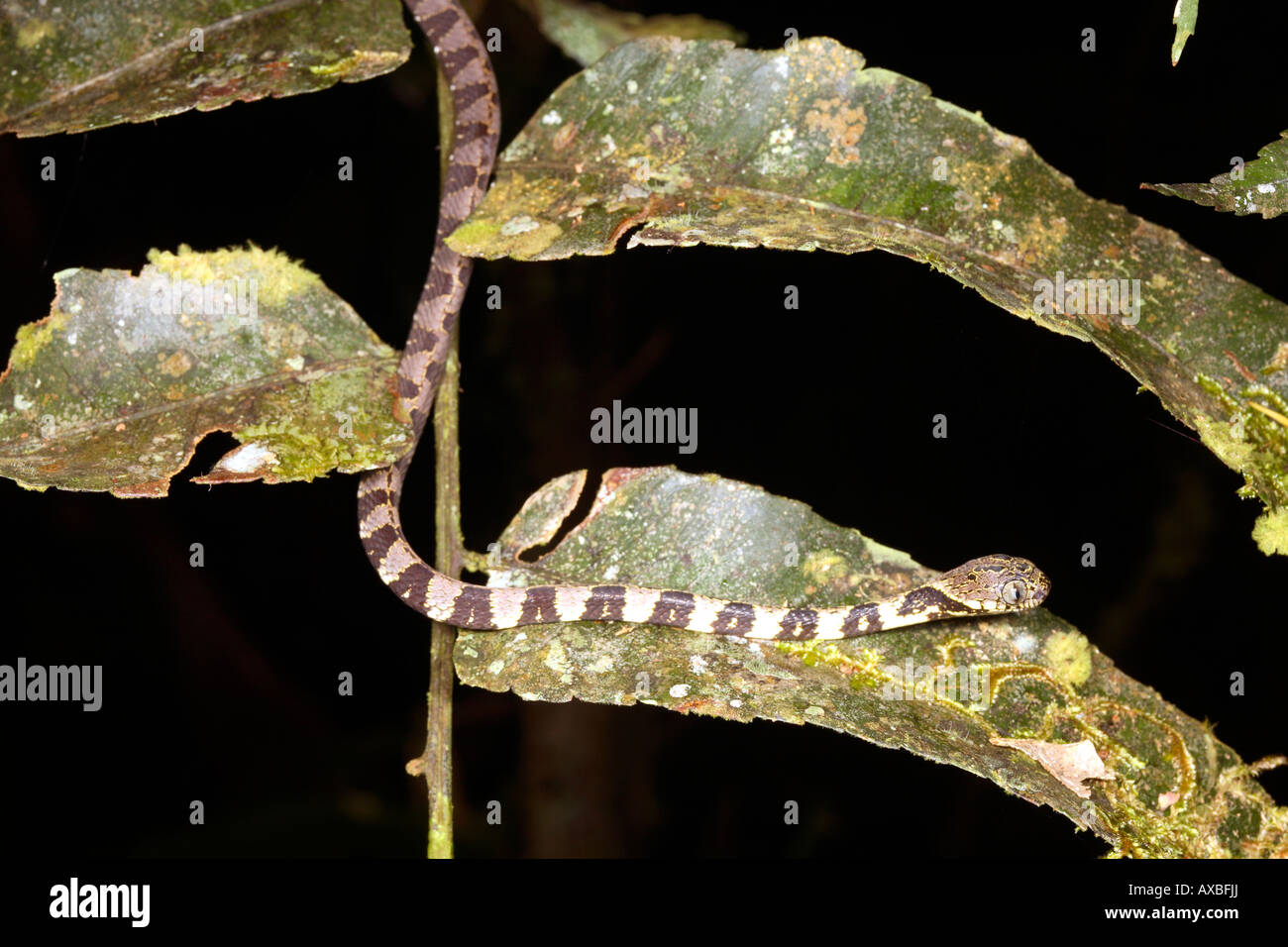Big headed snail eating snake hi-res stock photography and images - Alamy