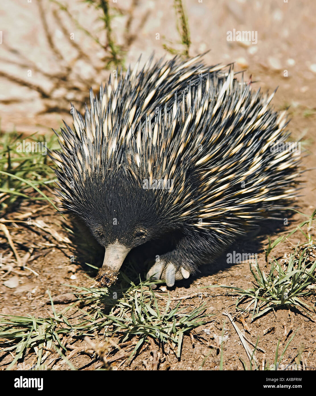 an australian echidna or spiny anteater walks along Stock Photo - Alamy