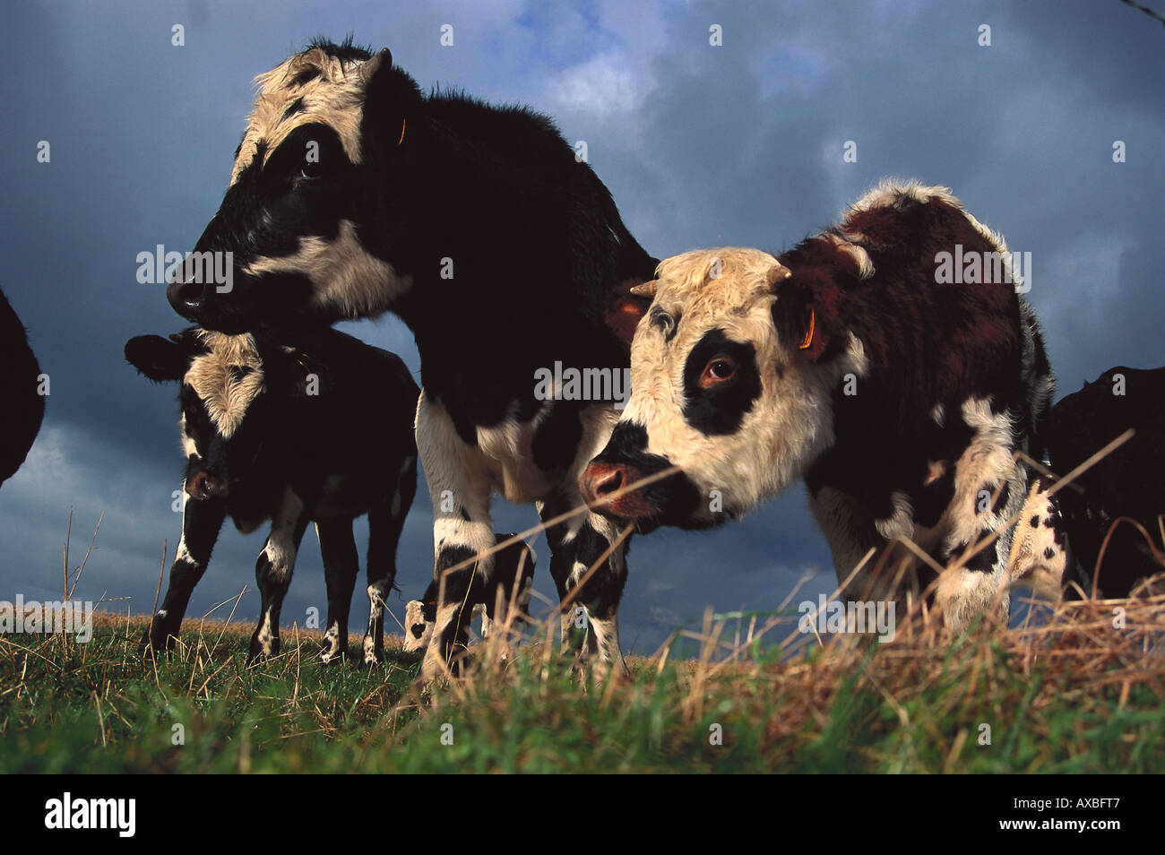 Normandy cow france hi-res stock photography and images - Alamy