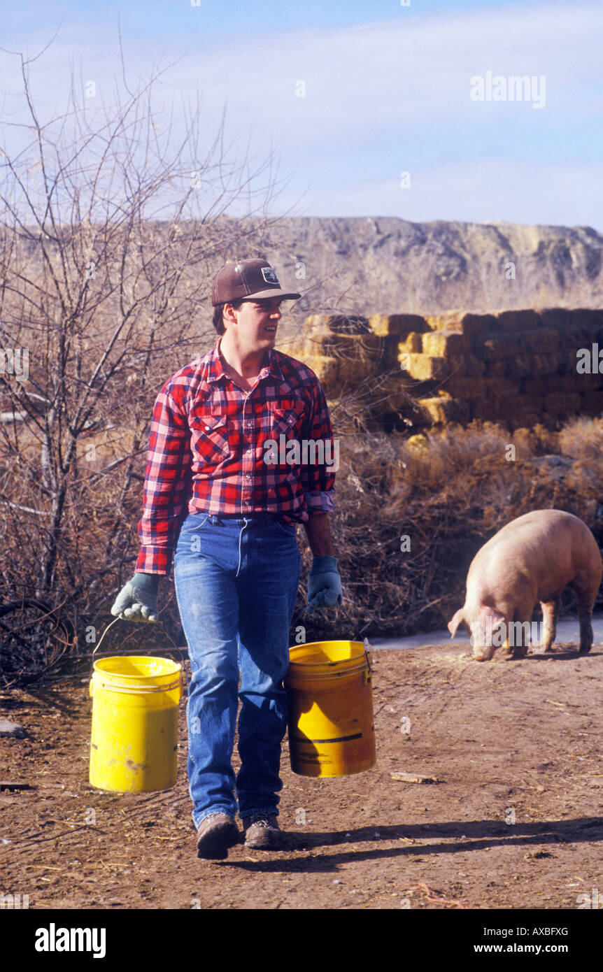 Feeding hogs hi-res stock photography and images - Alamy
