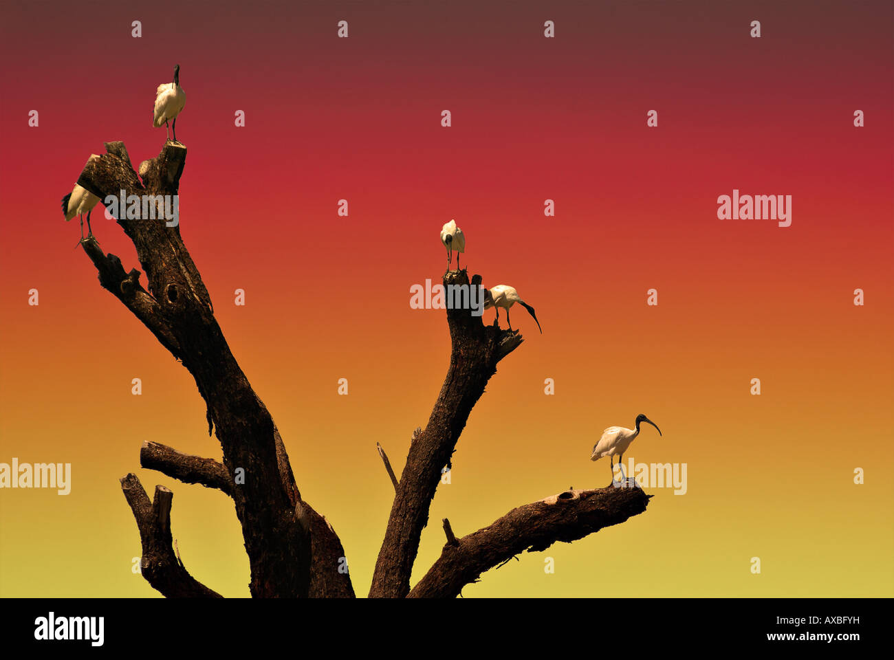 a flock of ibis birds on an old tree at sunset Stock Photo - Alamy