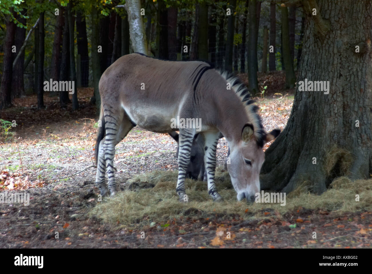 Zeedonk hi-res stock photography and images - Alamy