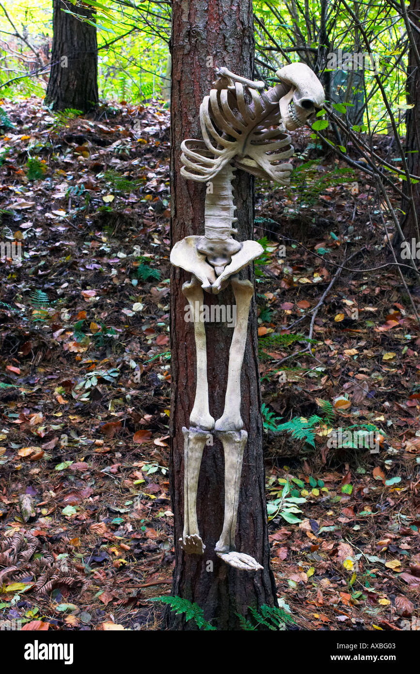 Fake skeleton on a tree for Halloween festival Stock Photo - Alamy
