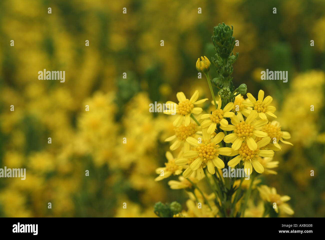 Virgineus hi-res stock photography and images - Alamy