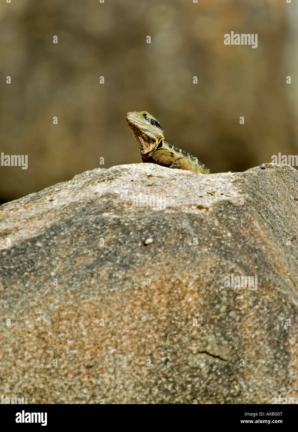 an eastern water dragon sits majestically on the rock Stock Photo - Alamy