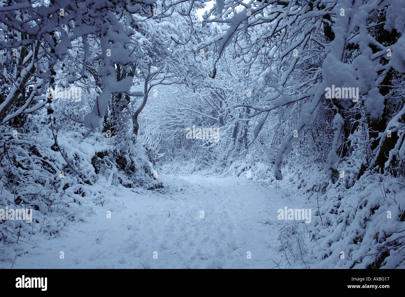 Snow scene at Bodmin Cornwall Stock Photo - Alamy