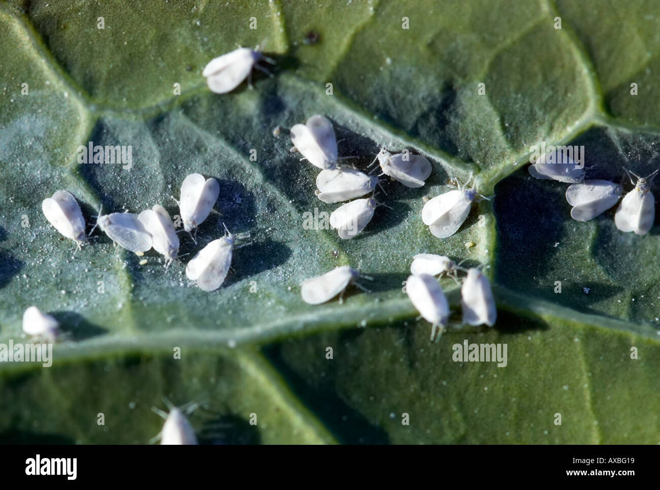 Cabbage whitefly Aleyrodes proletella on leaves of purple sprouting ...