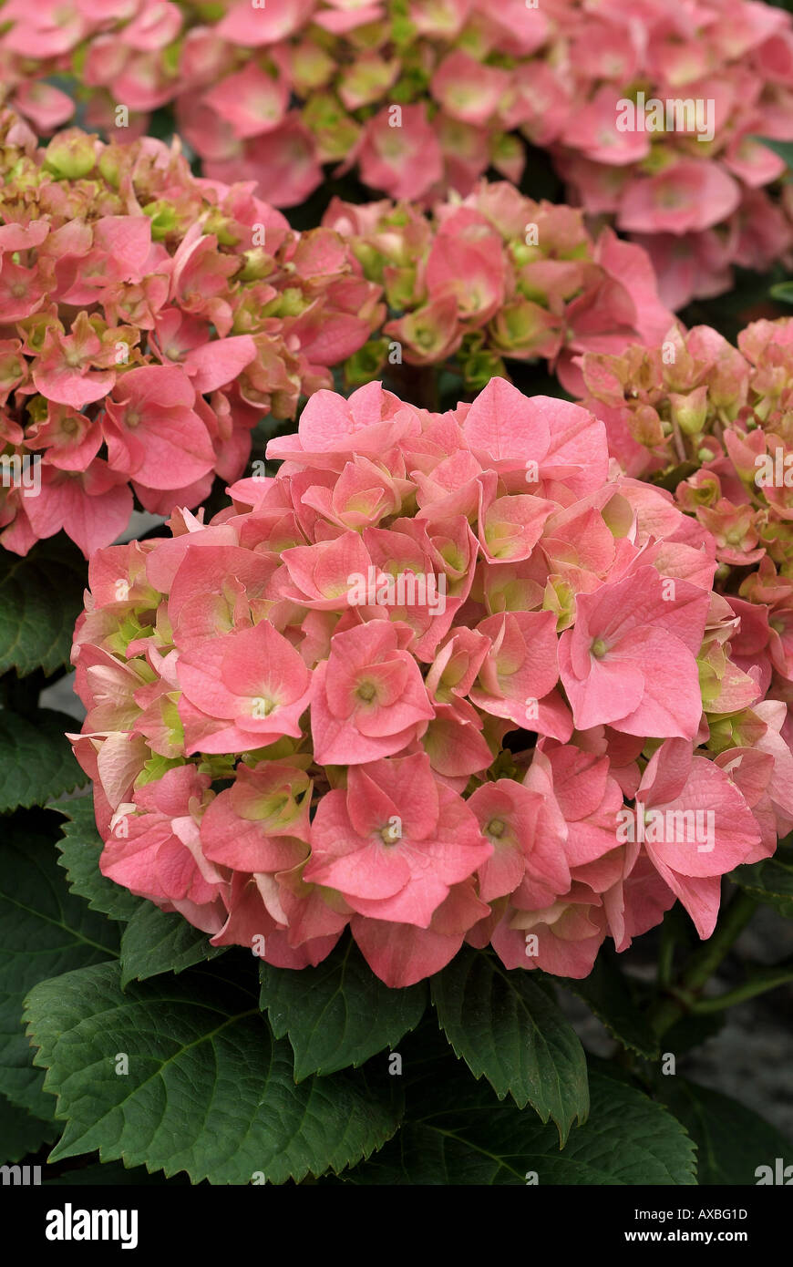 Hydrangea macrophylla Bigleaf hydrangea Stock Photo - Alamy