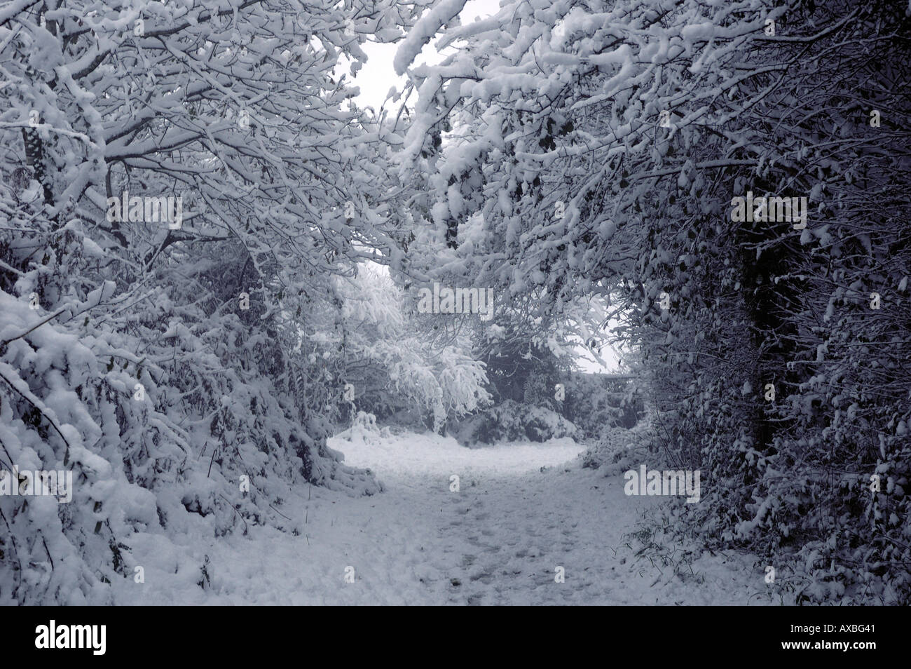 Snow scene at Bodmin Cornwall Stock Photo - Alamy
