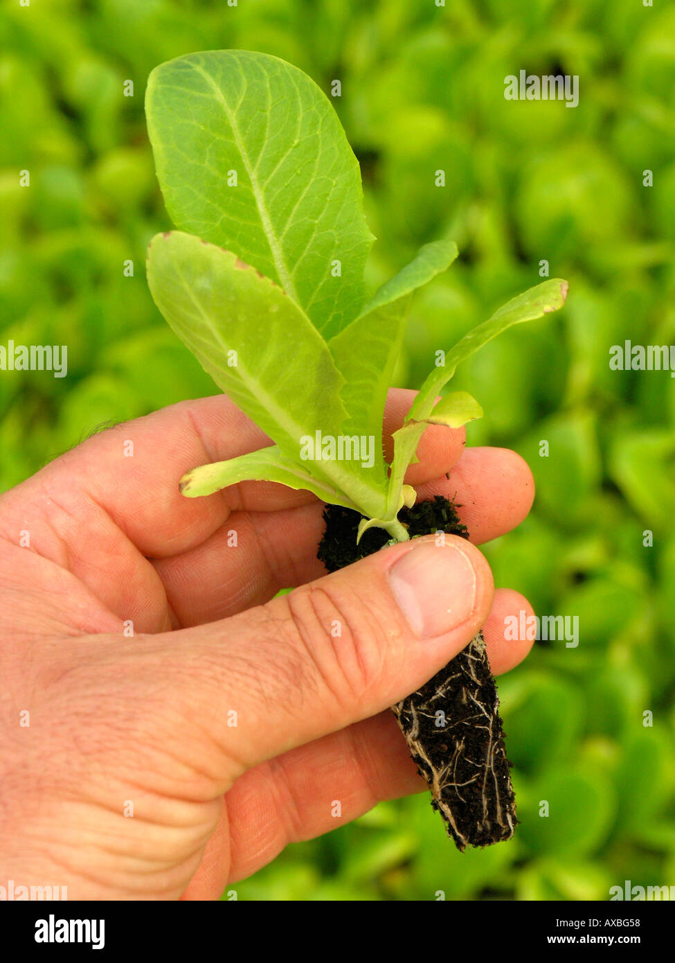 Transplanting lettuce hi-res stock photography and images - Alamy