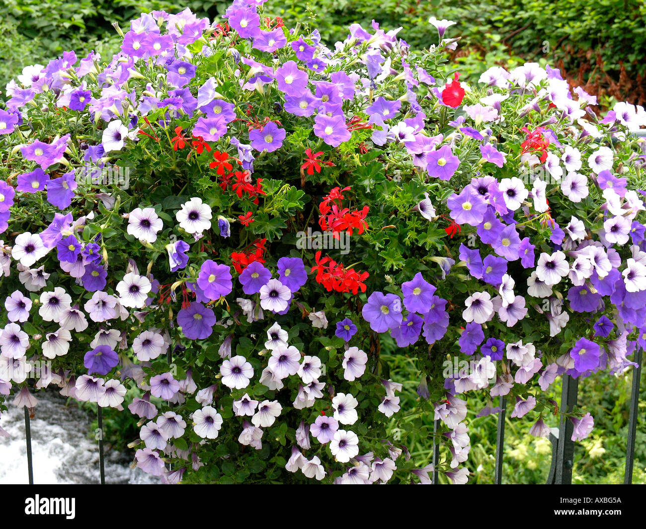 Petunia pendula hi-res stock photography and images - Alamy