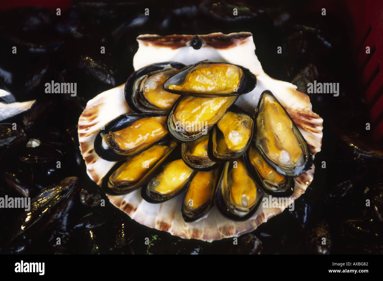 Mussels served on a Scallop Shell Stock Photo - Alamy