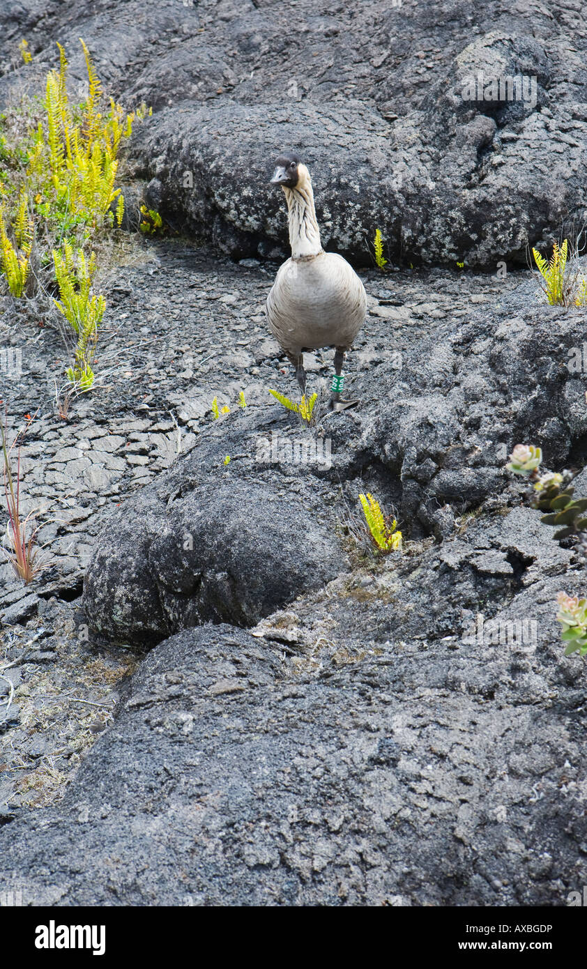 A Nene Hawaiian Goose on an old lava flow in Volcanoes national Park on ...