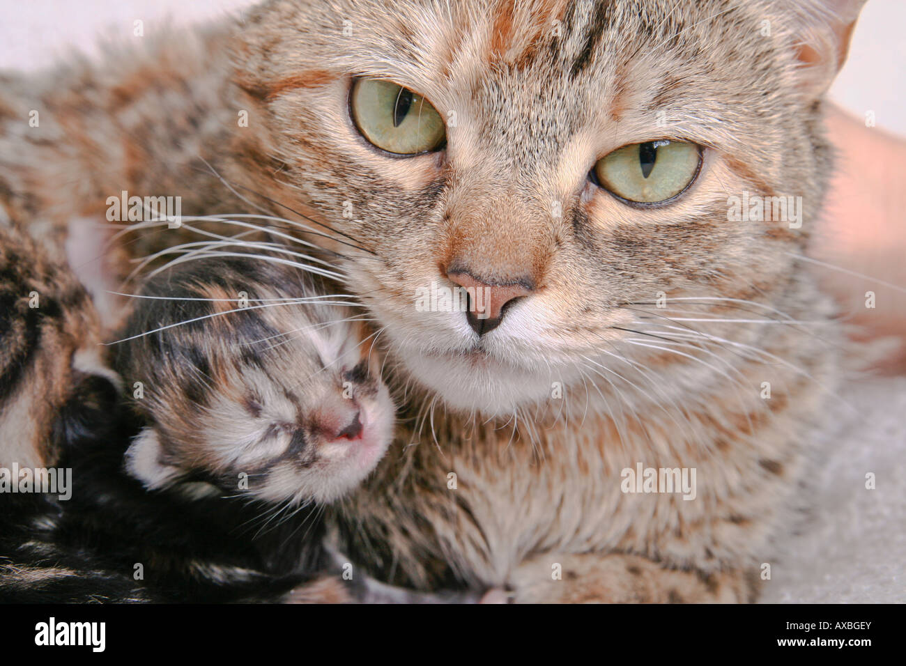 Mother cat with one week old kittens Stock Photo - Alamy