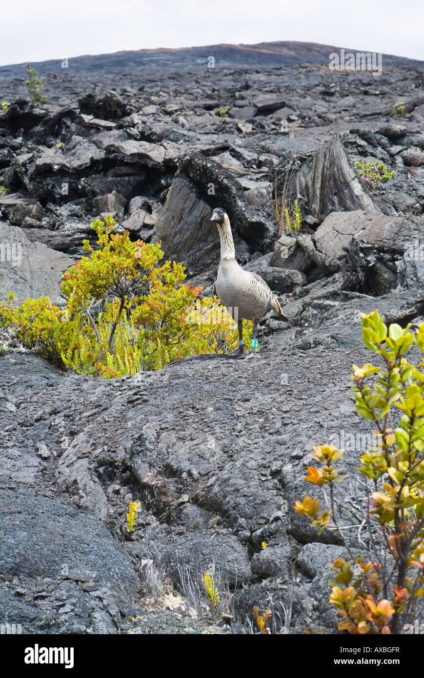 Endangered species hawaiian geese hi-res stock photography and images ...