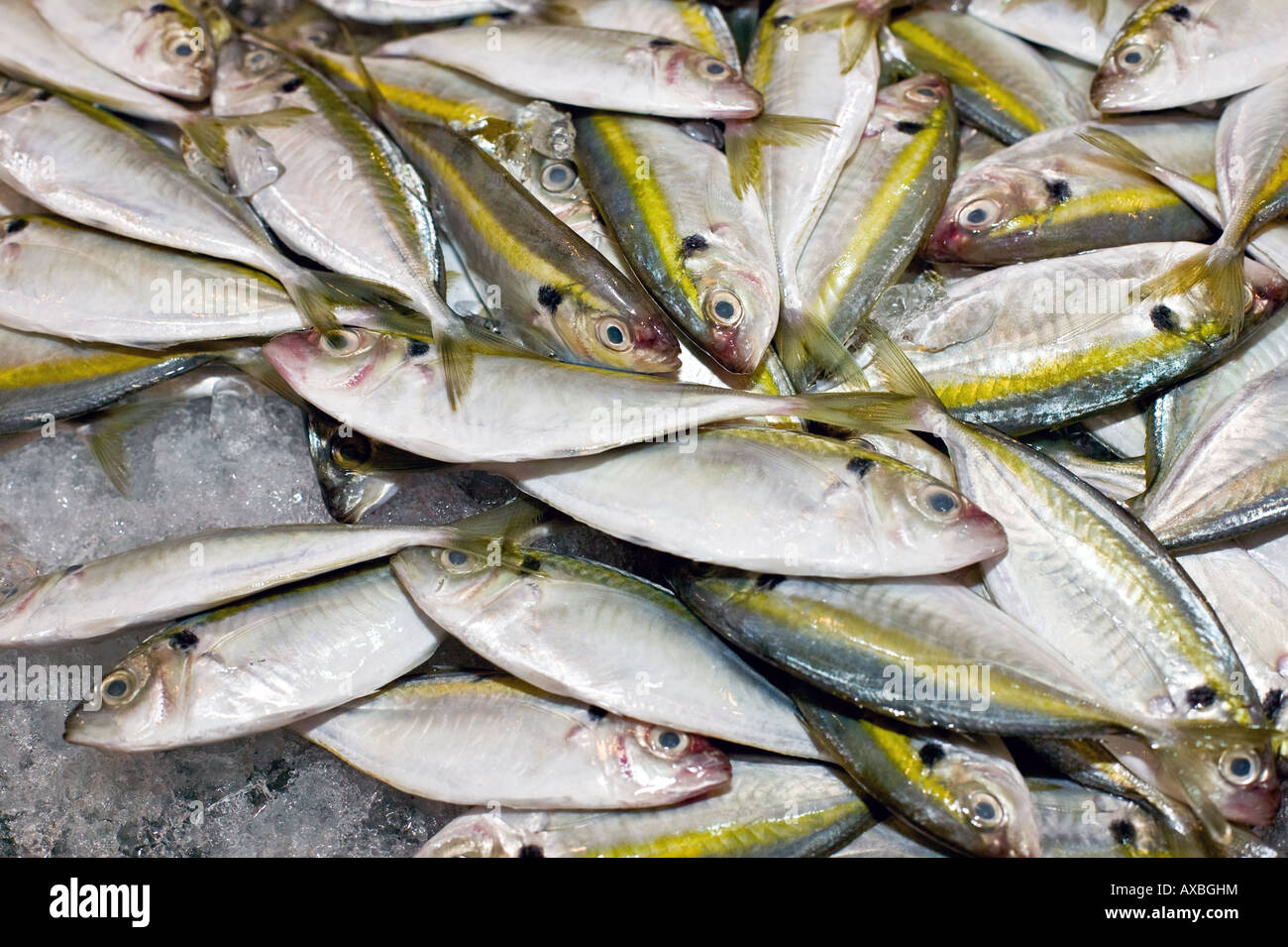 Yellowstripe scad hi-res stock photography and images - Alamy