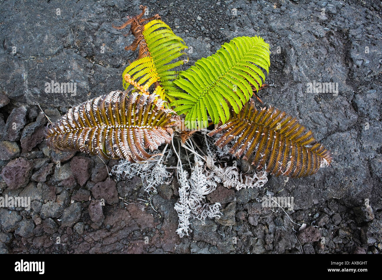Fern lava rock hawaii hi-res stock photography and images - Alamy
