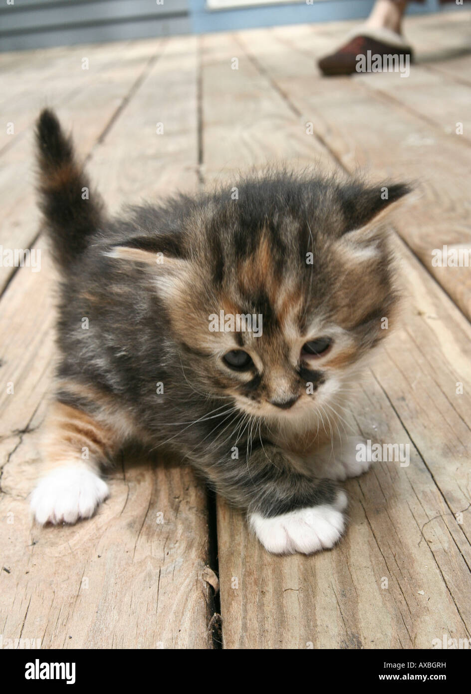 one month old kitten first time out Stock Photo - Alamy