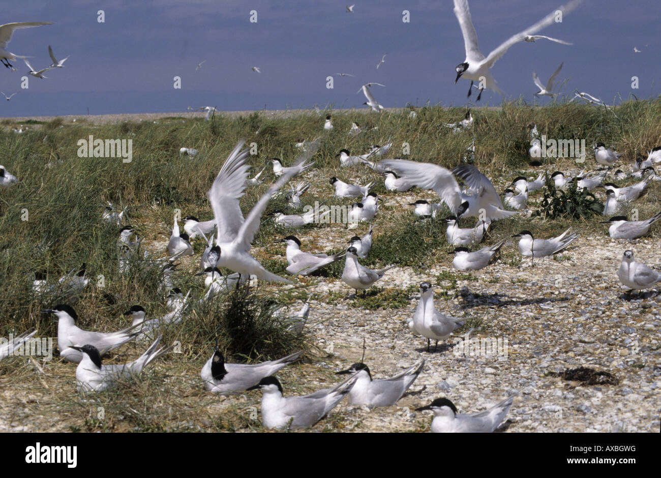Sandwich tern Colony on North Norfolk Coast Stock Photo - Alamy