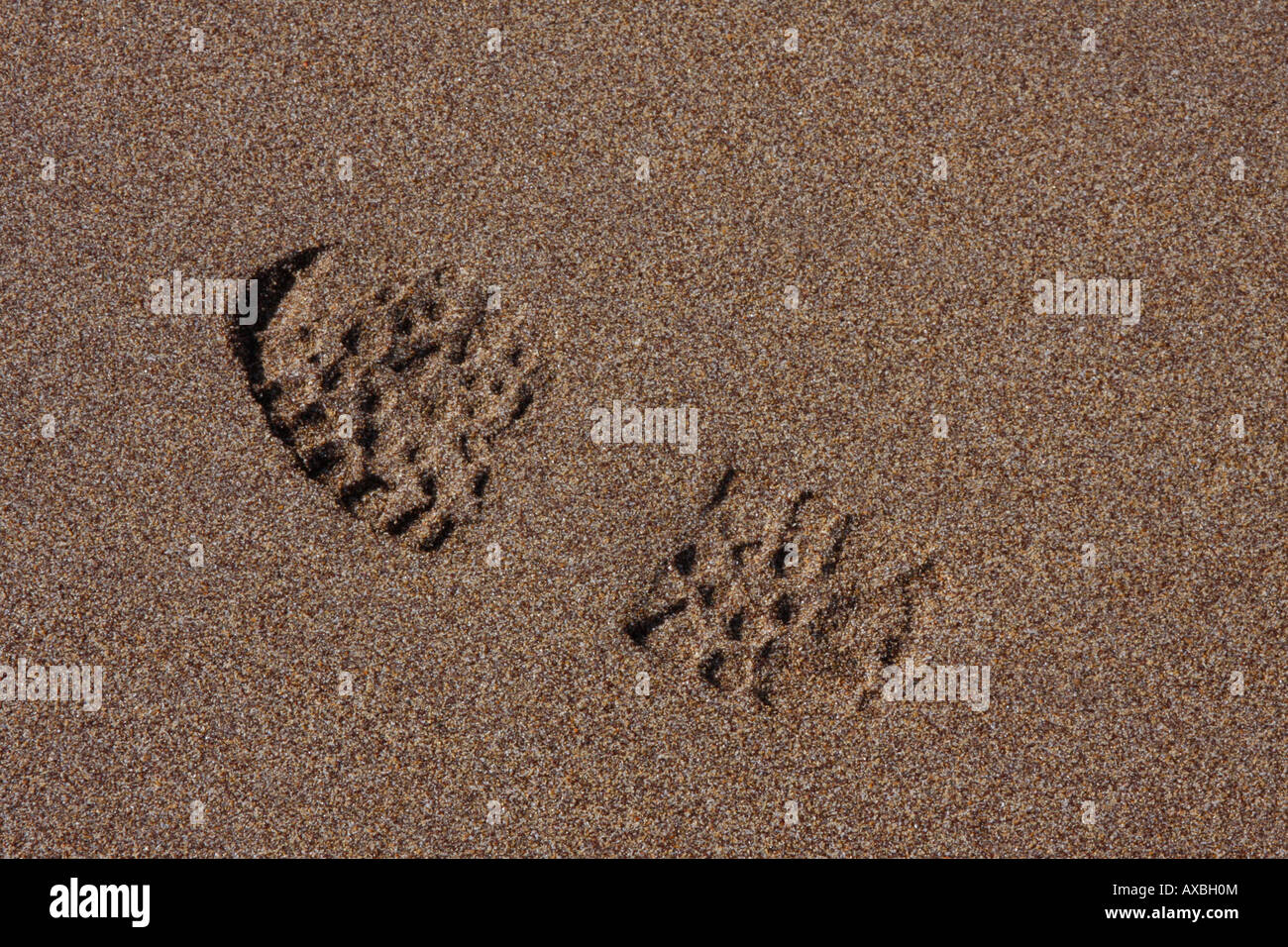 Footsteps foot steps on sand, sandy beach, horizontal shot Stock Photo ...