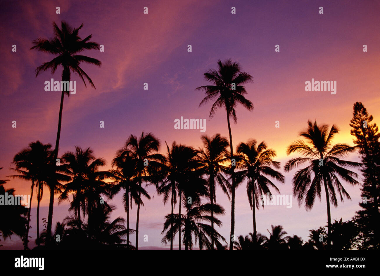 sunset and palm trees, Rarotonga Stock Photo - Alamy