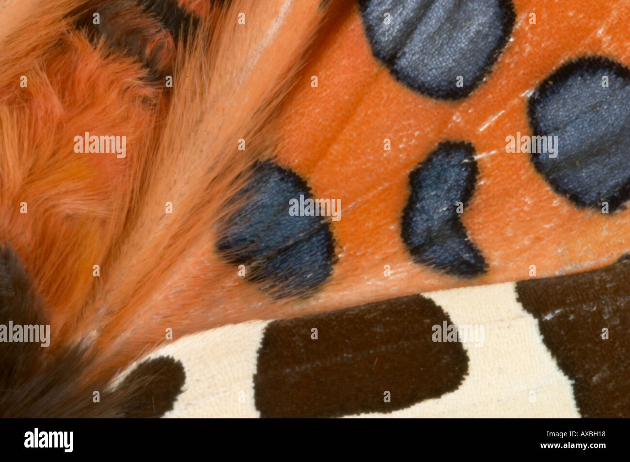 Wooly scales hi-res stock photography and images - Alamy