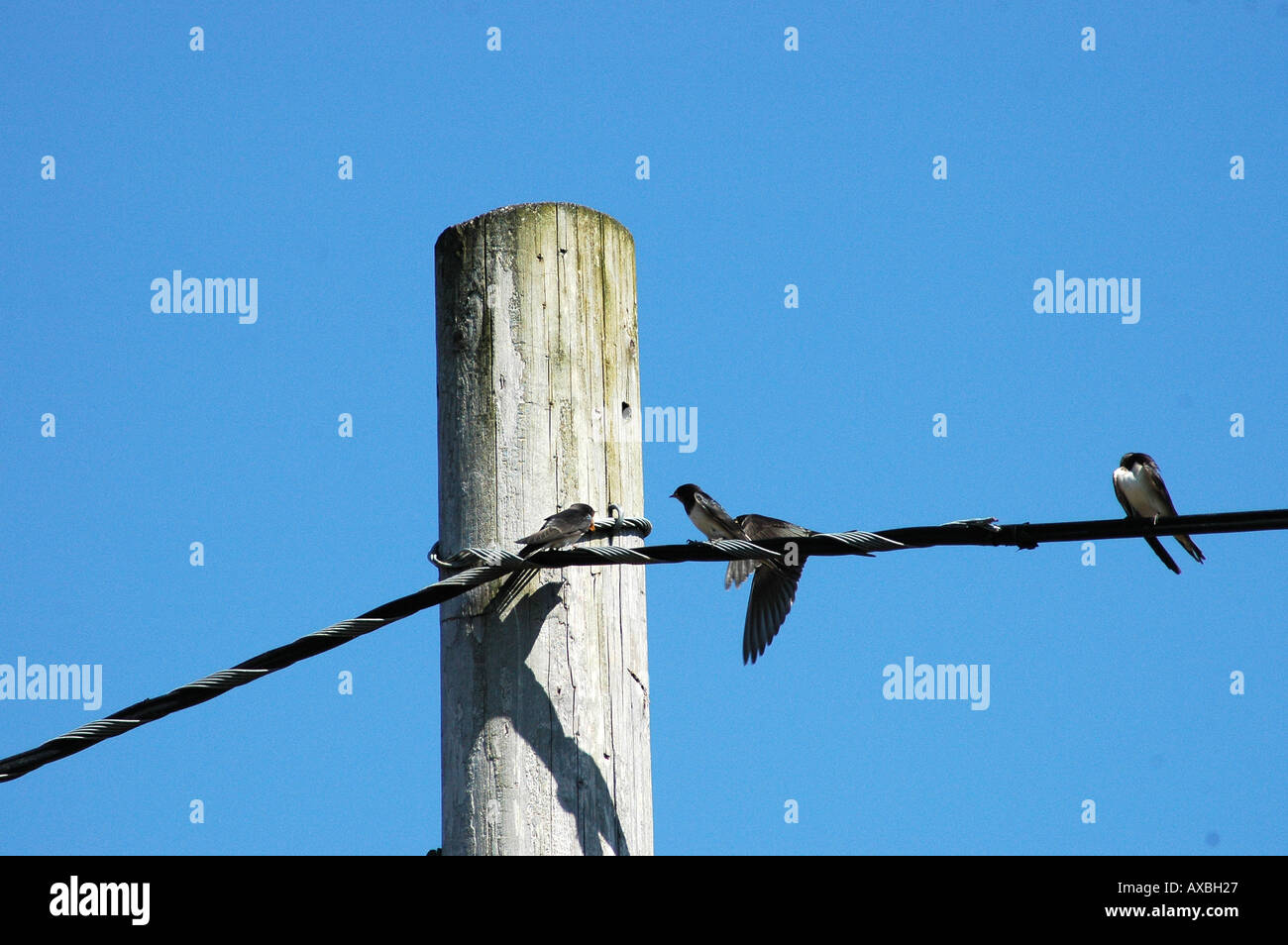 Telephone Poles With Birds