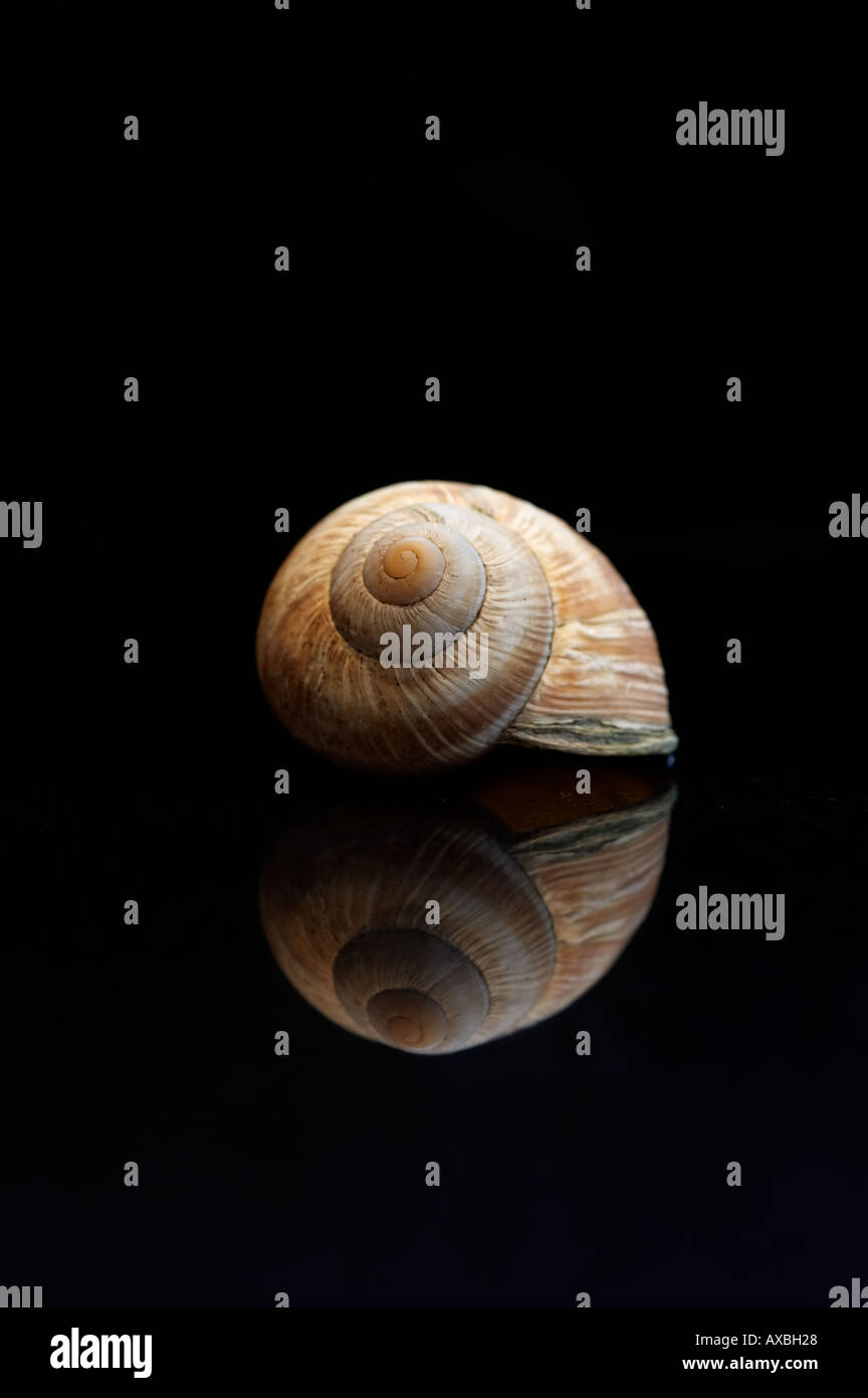 Roman edible snail shell reflection Stock Photo - Alamy