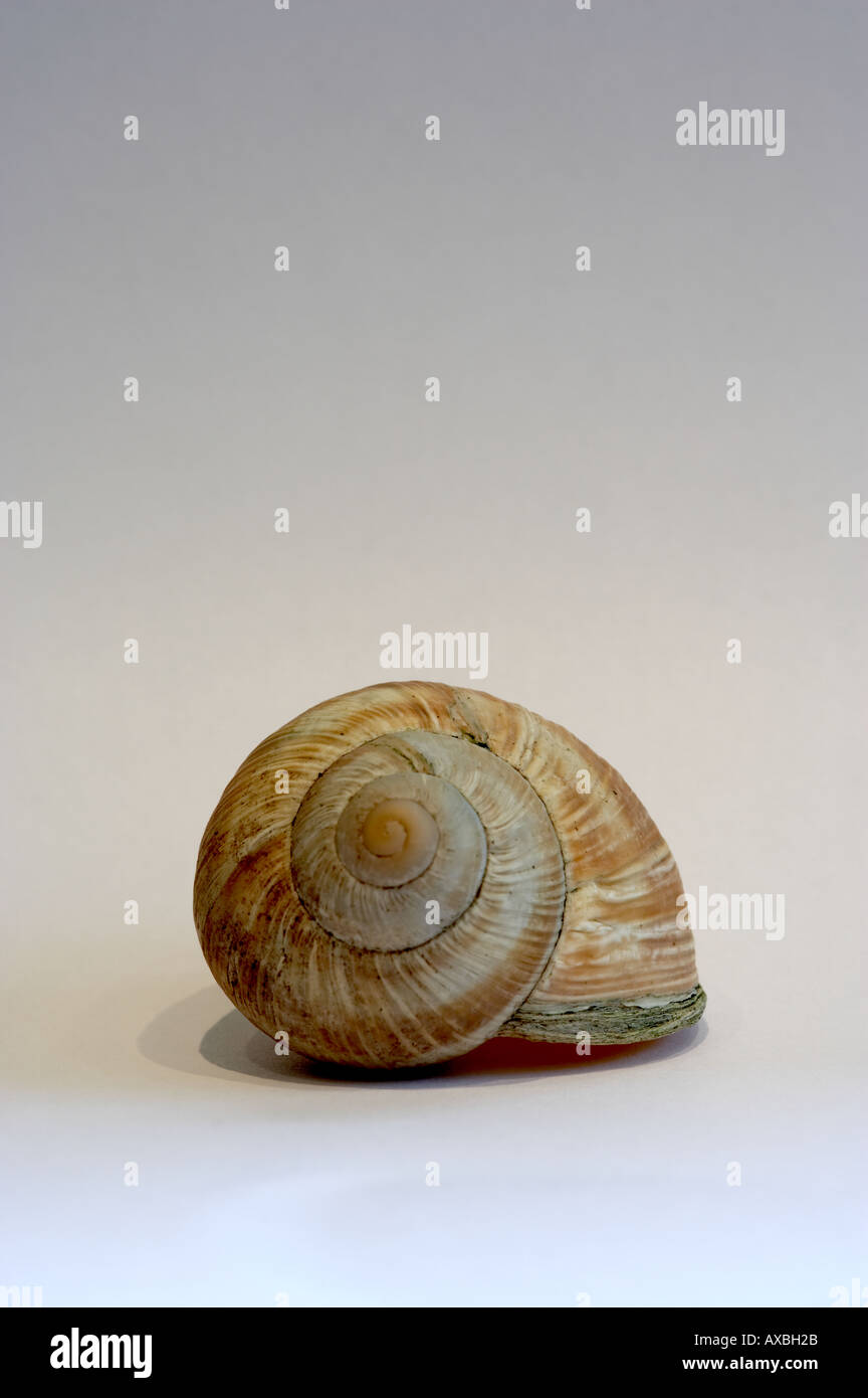 Roman edible snail shell Stock Photo - Alamy