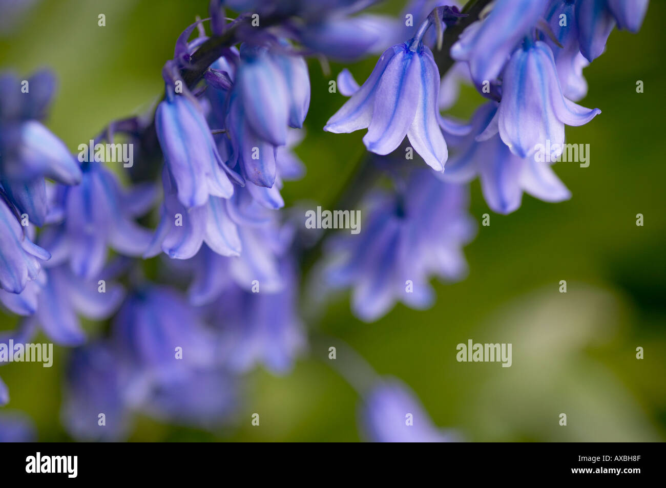 Spanish Bluebell Hyacinthoides hispanicus Stock Photo - Alamy