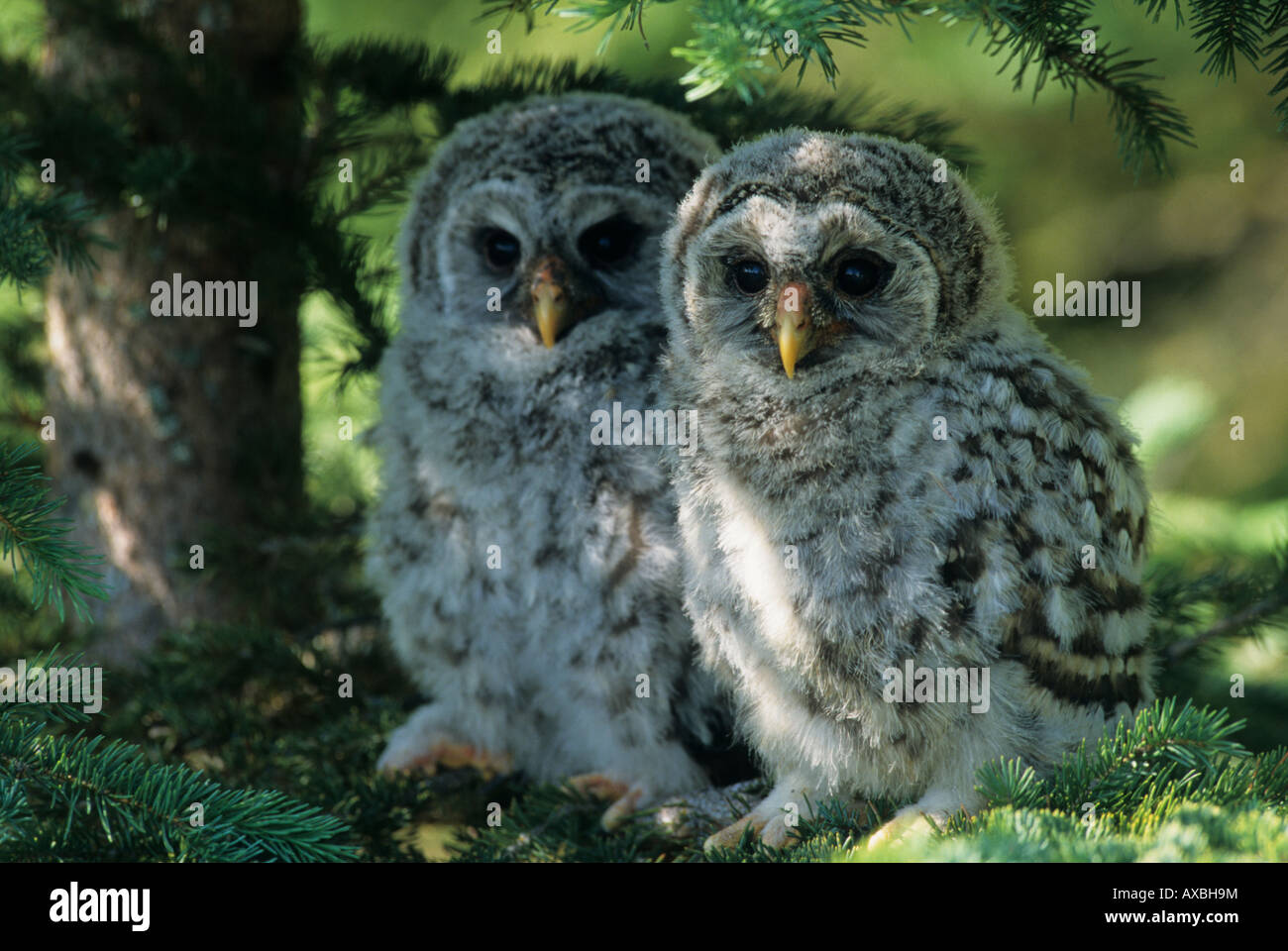 Barred Owl young Smithers BC Stock Photo - Alamy