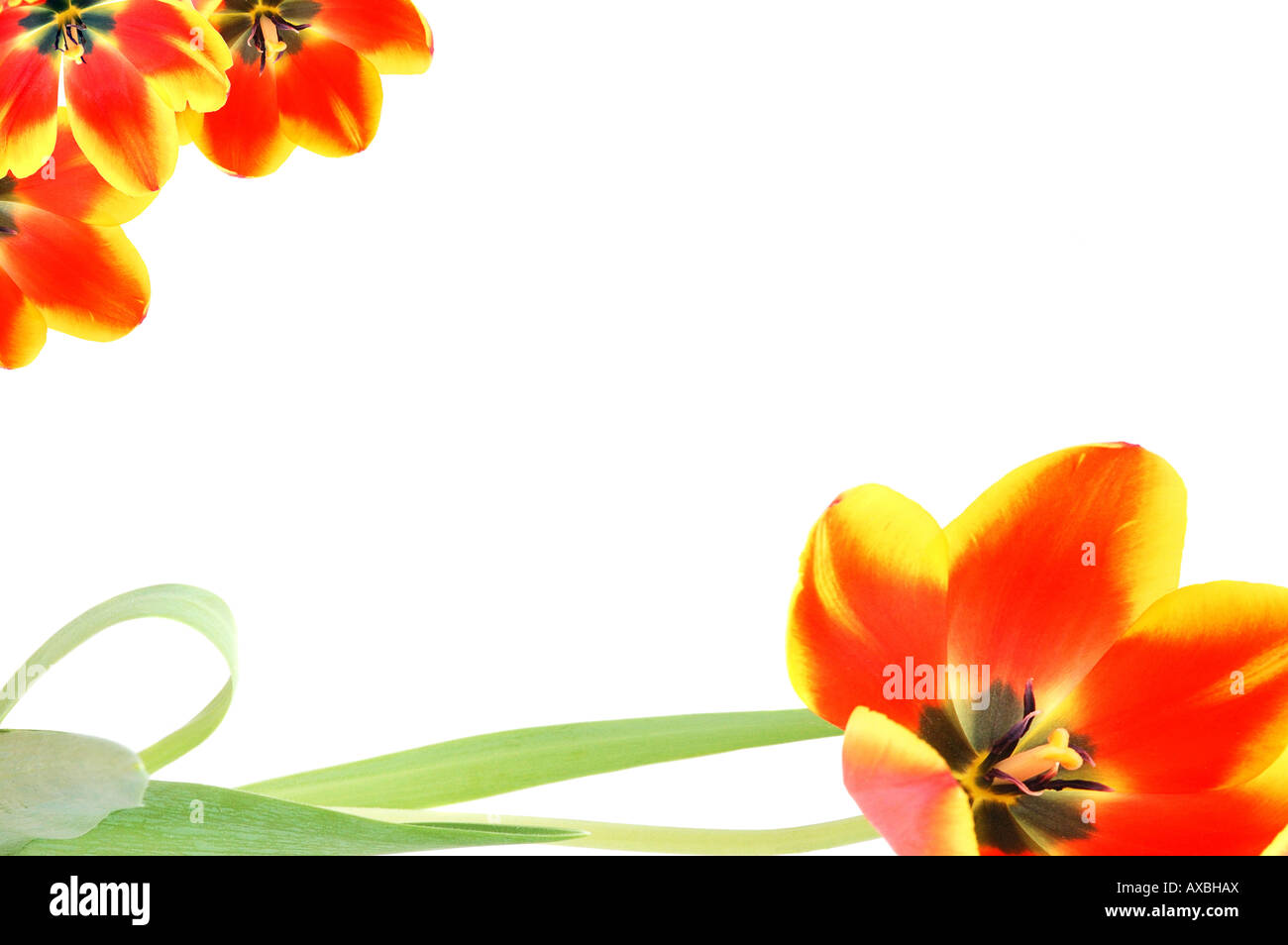 tulip ornamented frame Stock Photo - Alamy
