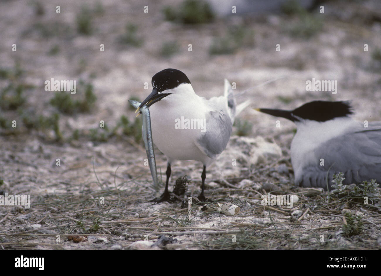 Sandwich tern with sand eel at Colony on North Norfolk Coast Stock ...