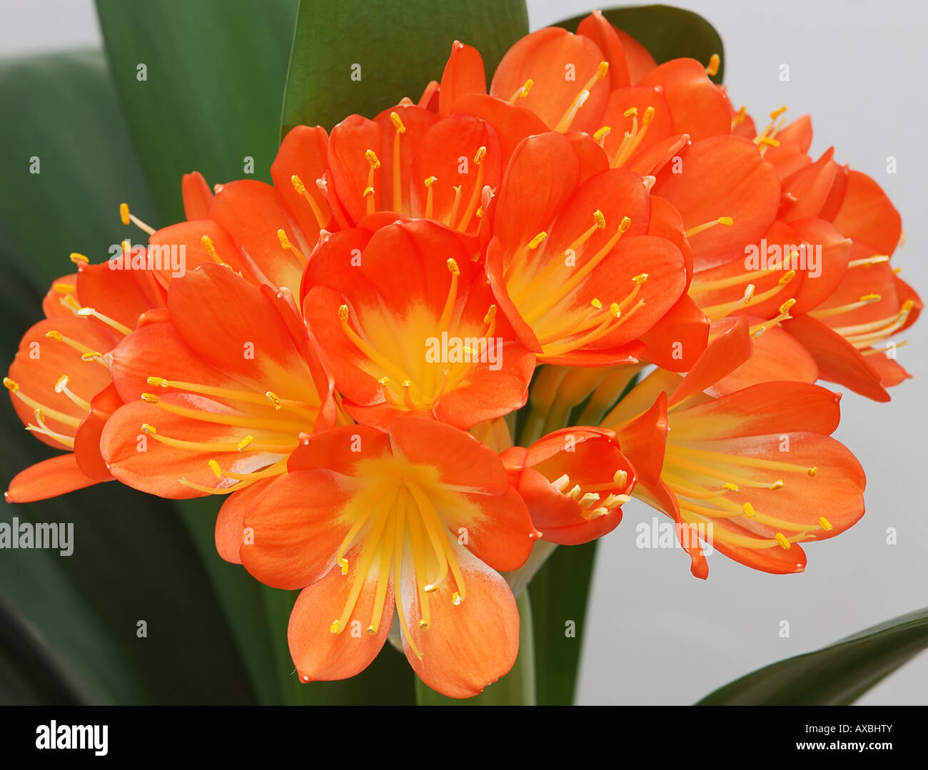 Orange clivia Clivia miniata Stock Photo - Alamy