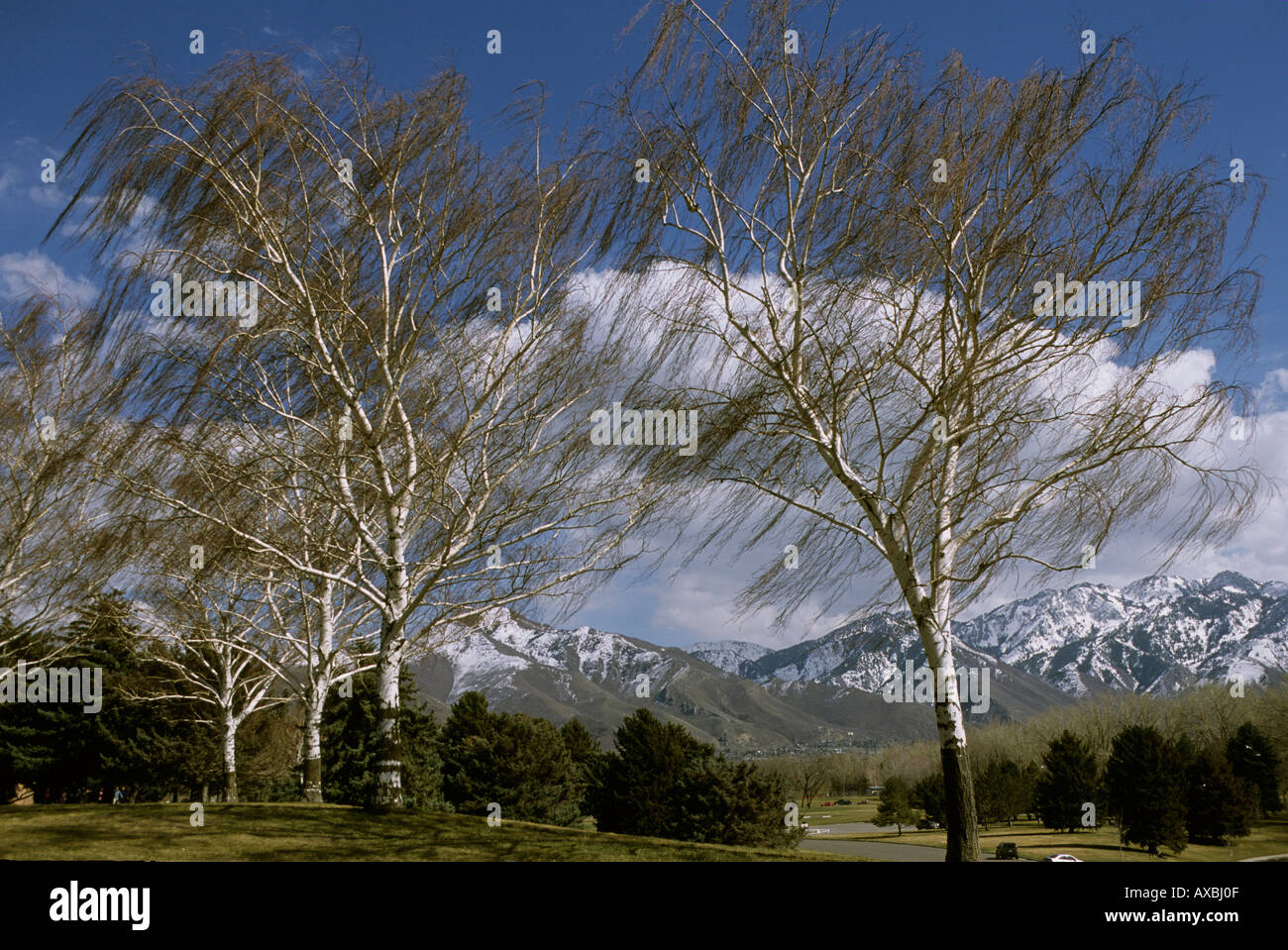 Two weeping willow trees blowing in breeze Stock Photo - Alamy